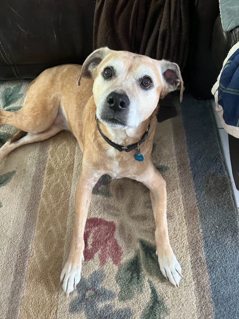 Quest “The House Hunter” – Sniffing out deals in the Ormond Beach ...